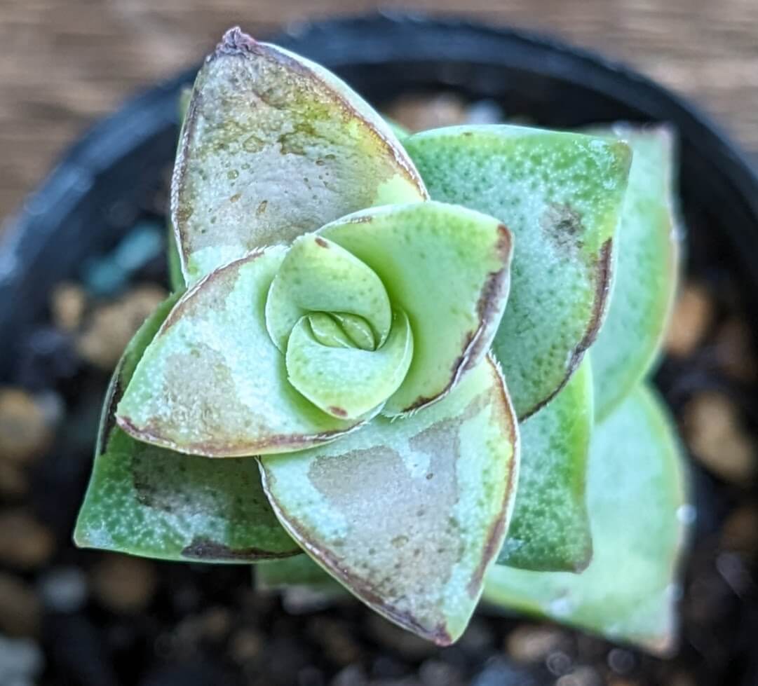 【多肉植物の葉】茶色・黒に変色する原因と対処法｜健康な成長をサポート | グリーン・サクセサリー