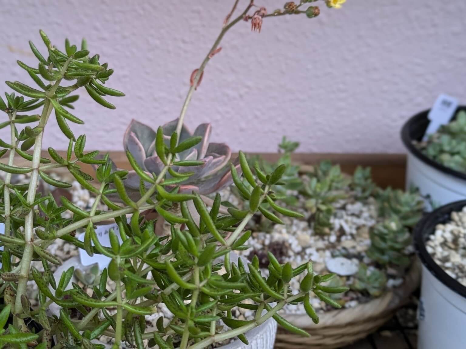 【フンベルティ】の育て方：小型多肉植物の特徴と育成ガイド | グリーン・サクセサリー